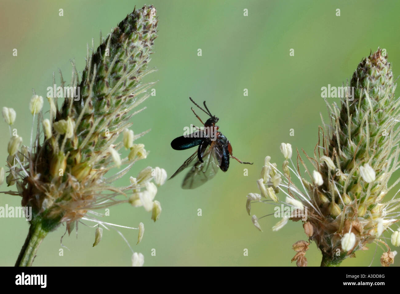 Cereal leaf beetle (Oulema melanopus Stock Photo - Alamy