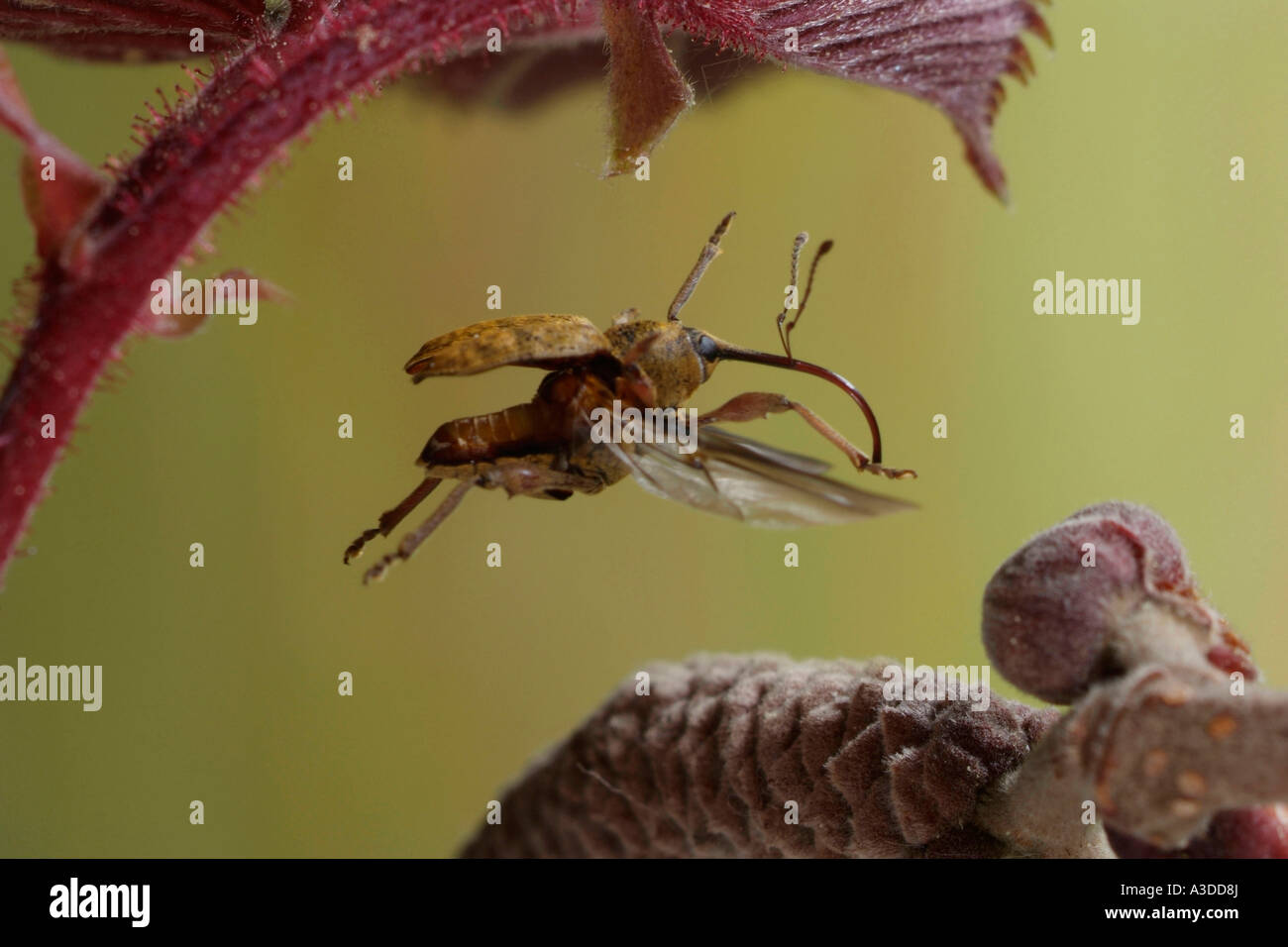Flying weevil (Curculio nucum Stock Photo - Alamy