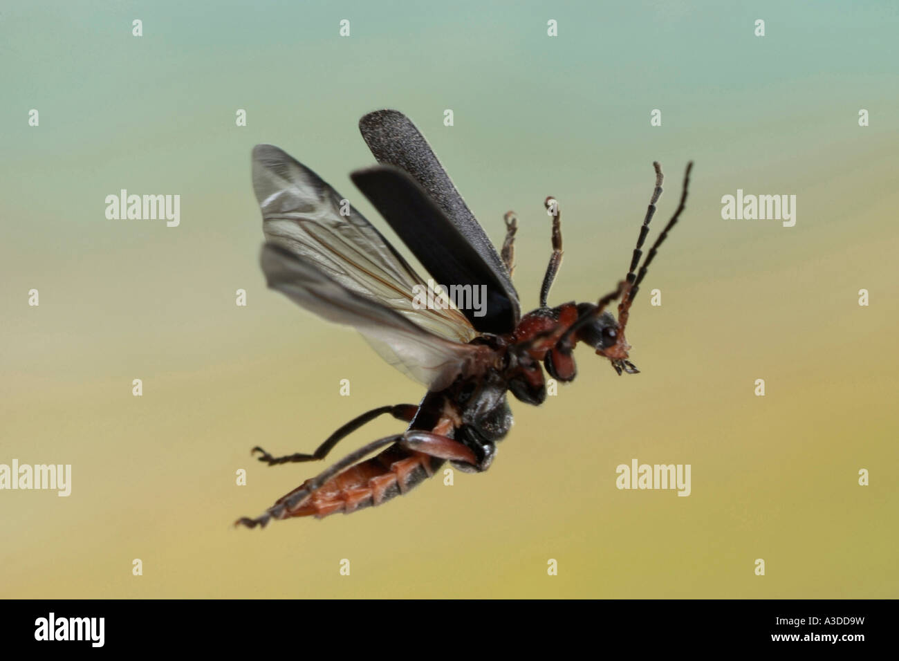 Soldier beetle (Cantharis fusca Stock Photo - Alamy