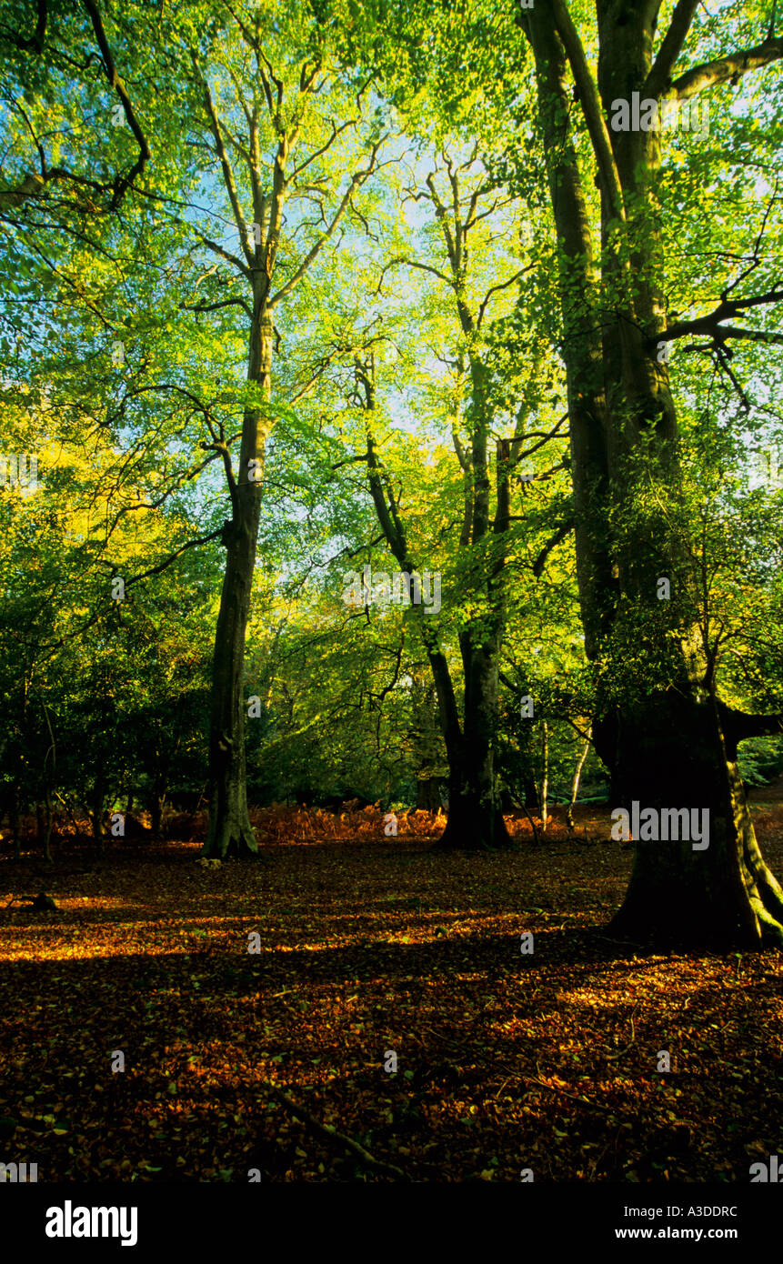 Beech trees Mark Ash Wood New Forest Hampshire England UK Stock Photo ...