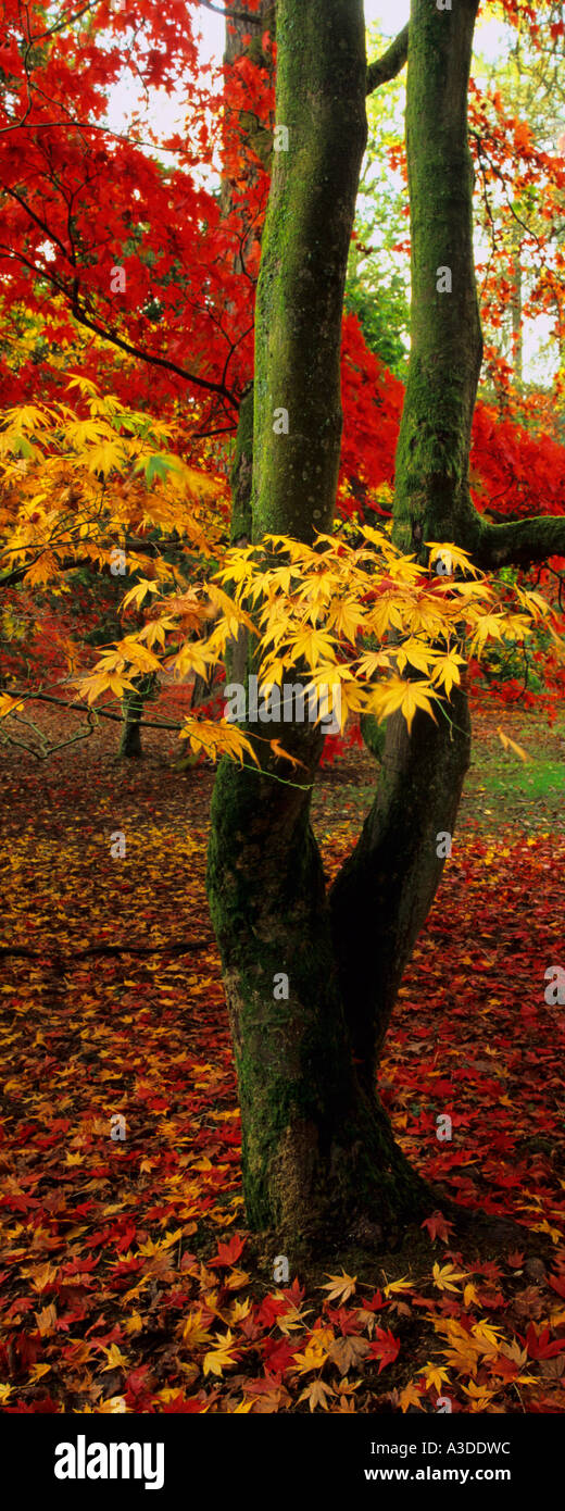 Japanese Maple Acer in autumn colour Westonbirt Arboretum Tetbury ...
