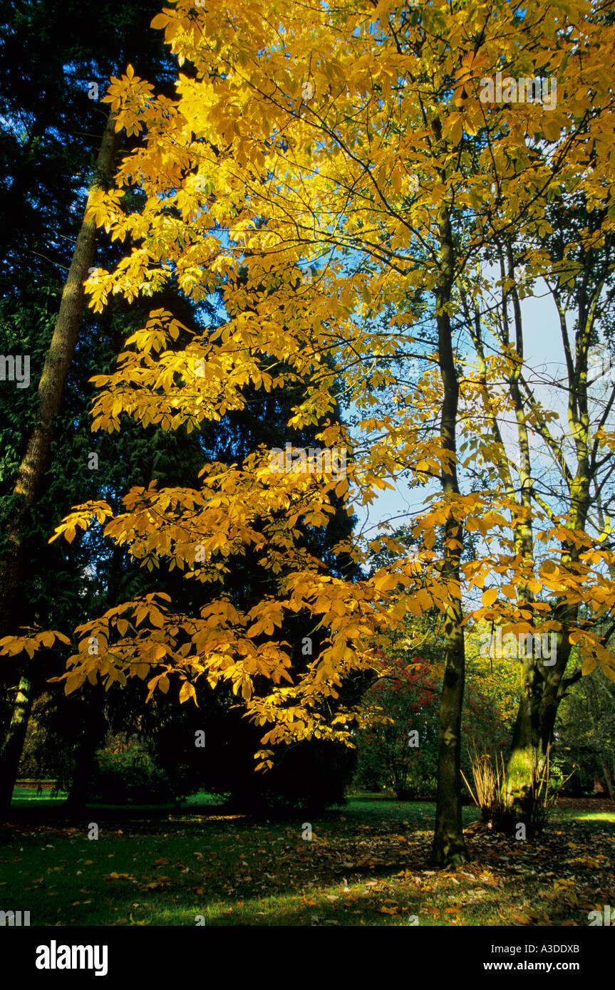 Westonbirt arboretum gloucestershire uk hi-res stock photography and ...