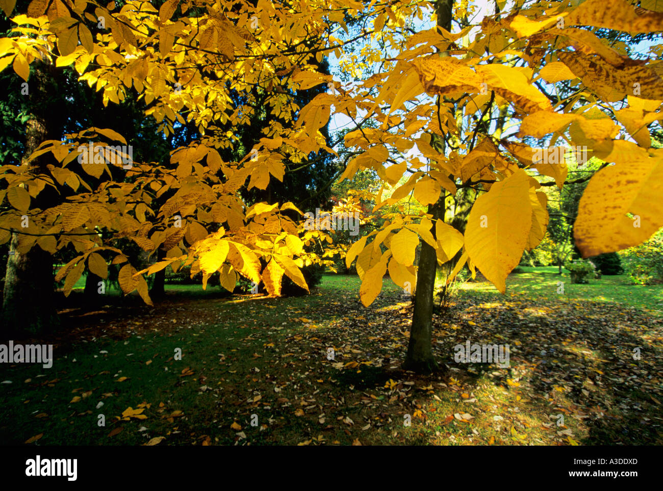 autumn colour Westonbirt Arboretum Tetbury Gloucestershire UK Stock ...