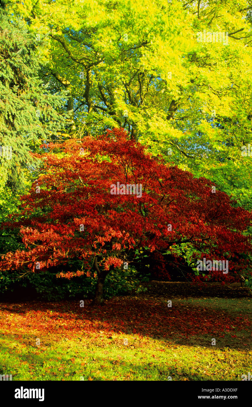 Westonbirt arboretum tetbury hi-res stock photography and images - Alamy
