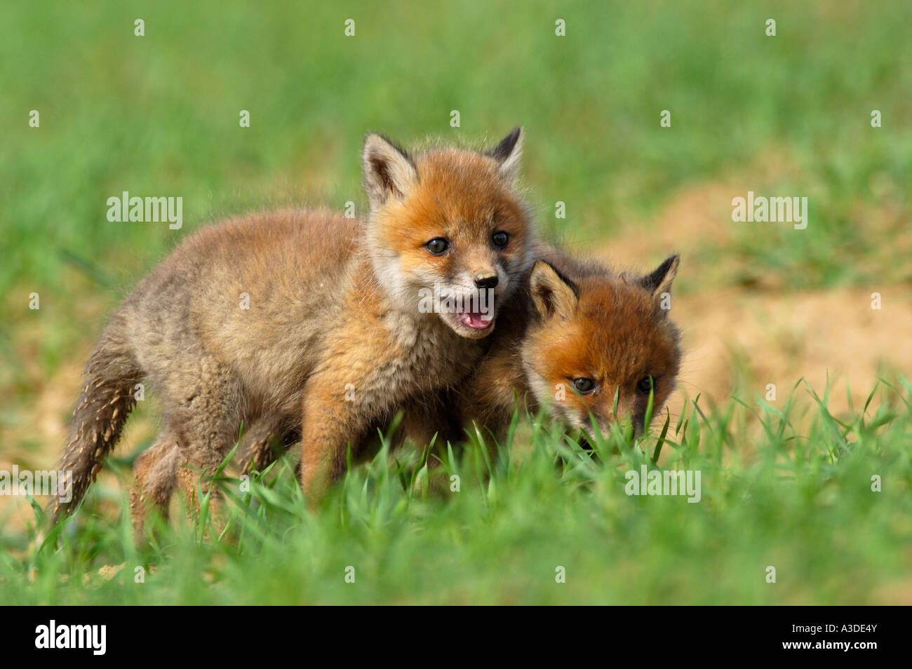 Red Fox (Vulpes vulpes) puppies playing Stock Photo - Alamy