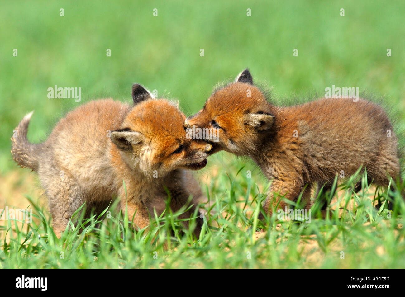 Red Fox (Vulpes vulpes) puppies playing Stock Photo - Alamy