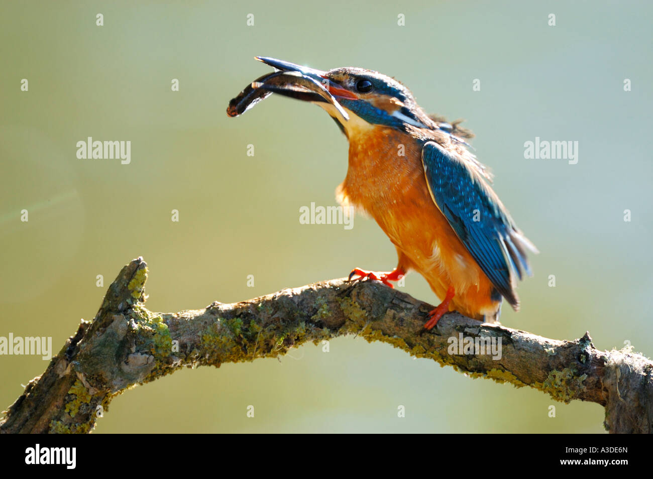 Kingfisher (Alcedo atthis) with prey , trout , in backlight , female ...