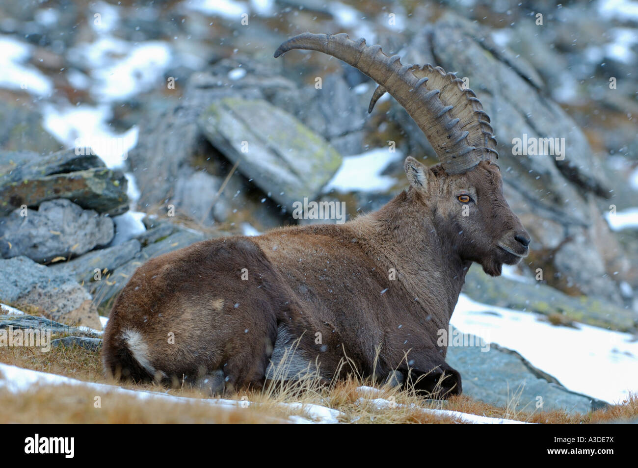 Alpine Ibex (Capra ibex) resting at snowfall , Gran Paradiso ...