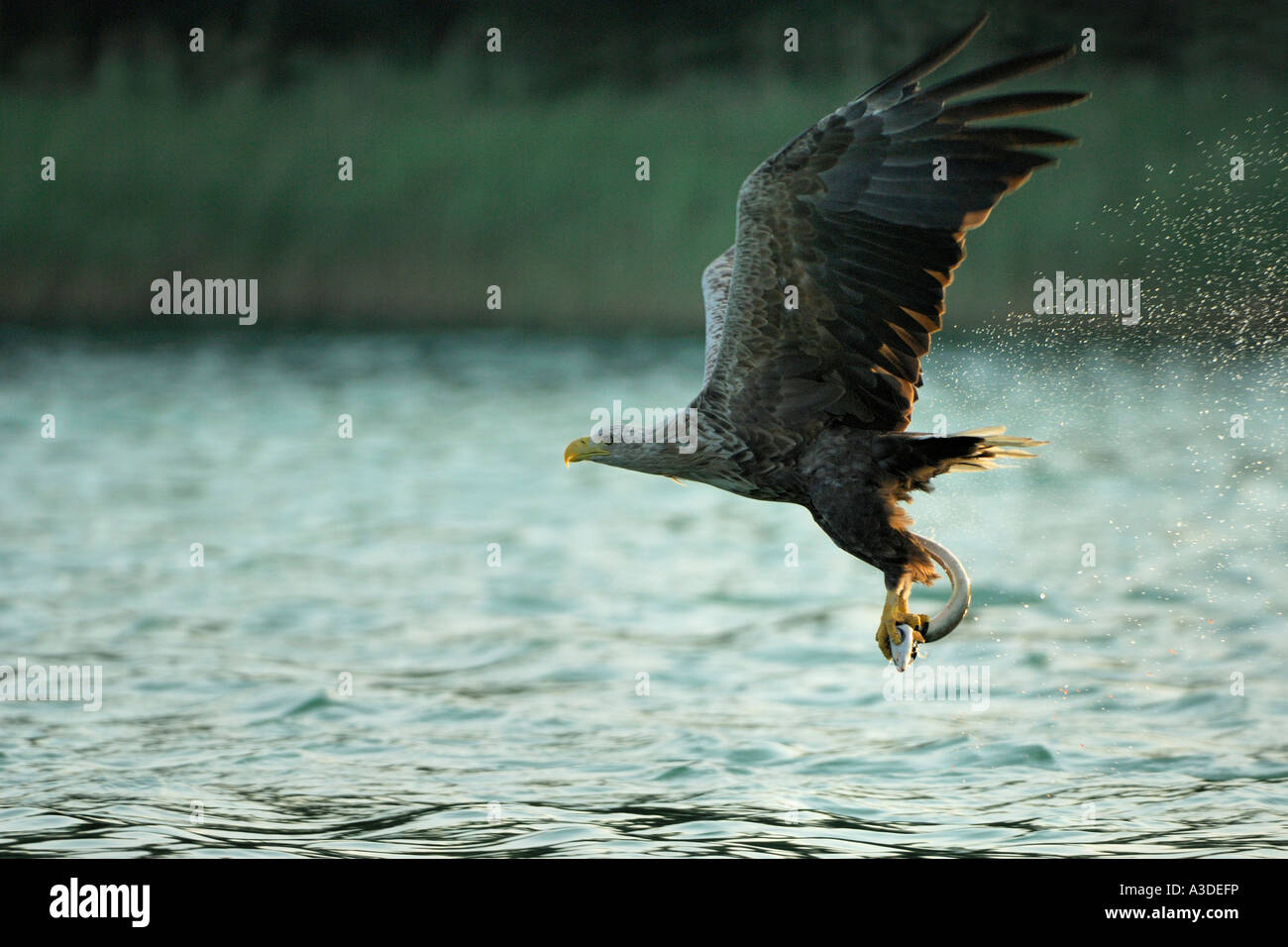 Hunting eagles hi-res stock photography and images - Alamy