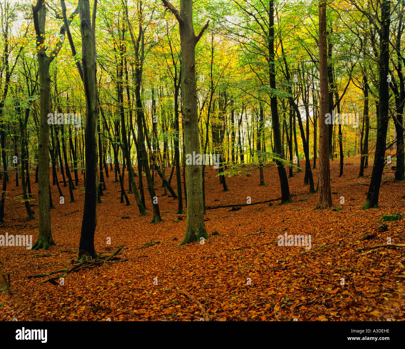 Beech trees in autumn colour Eyeworth Wood Fritham New Forest Hampshire ...