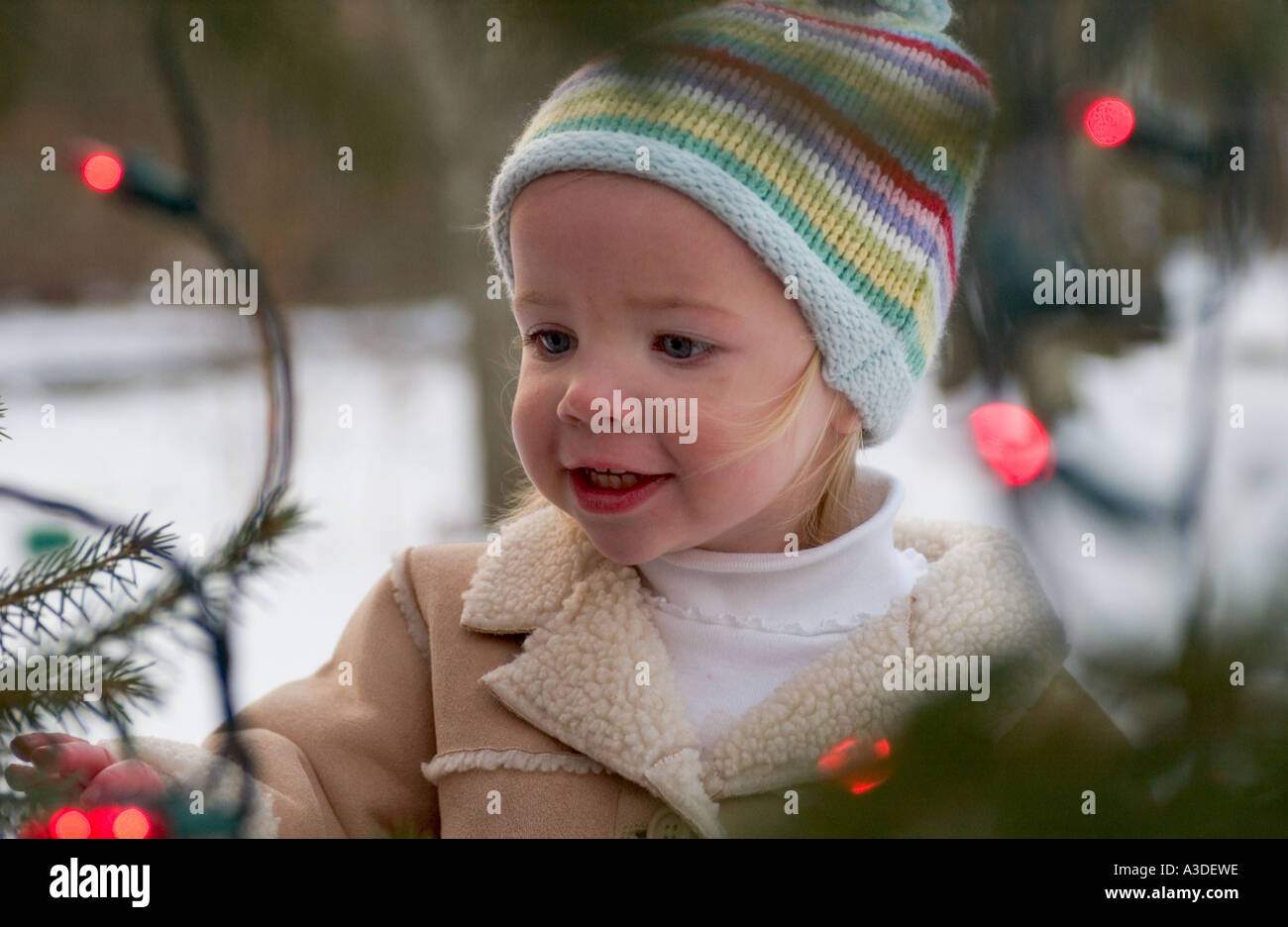 Bailey with lights on tree for Christmas Gordon M. Grant Photo Stock ...