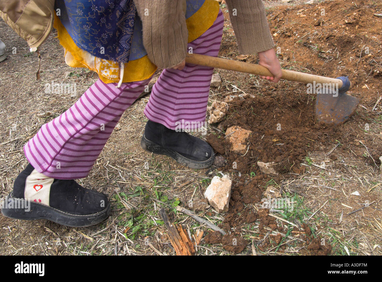 Israel Jerusalem Museum of Nature Tu Bishvat Jewish Festival of Trees ...