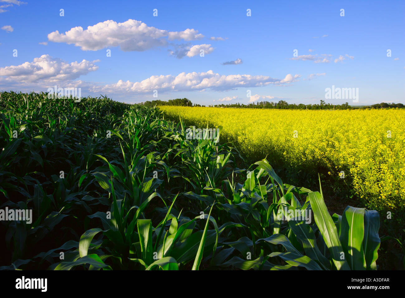 Corn and Canola fields Stock Photo - Alamy