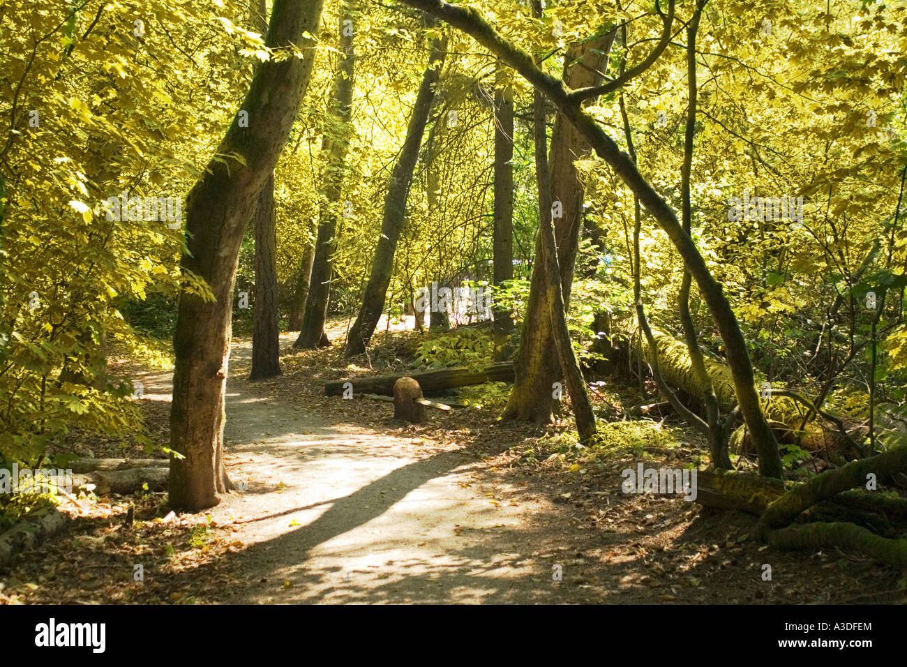 Forest path among trees hi-res stock photography and images - Alamy