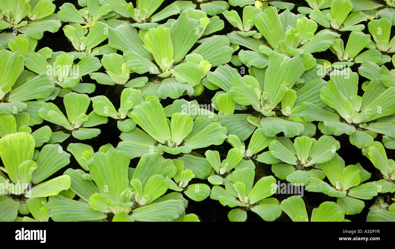 freshwater plants on the surface of a pond Stock Photo - Alamy