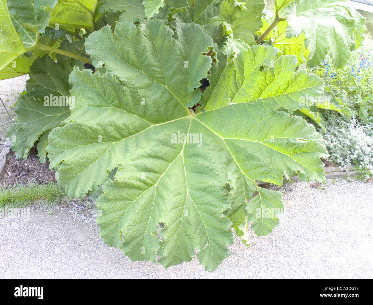 Gunnera plantation hi-res stock photography and images - Alamy