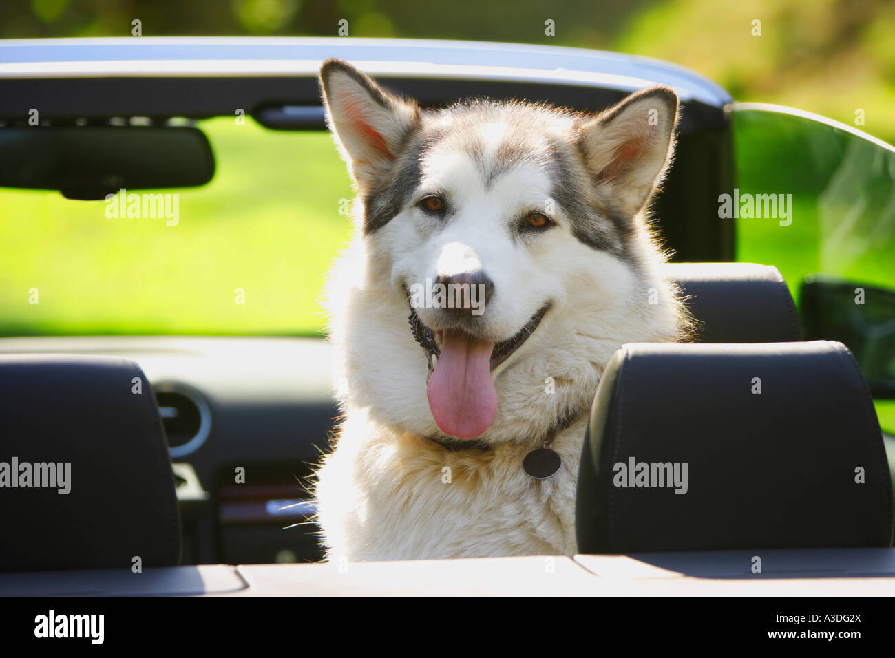 Dog Convertible Stock Photos & Dog Convertible Stock Images - Alamy
