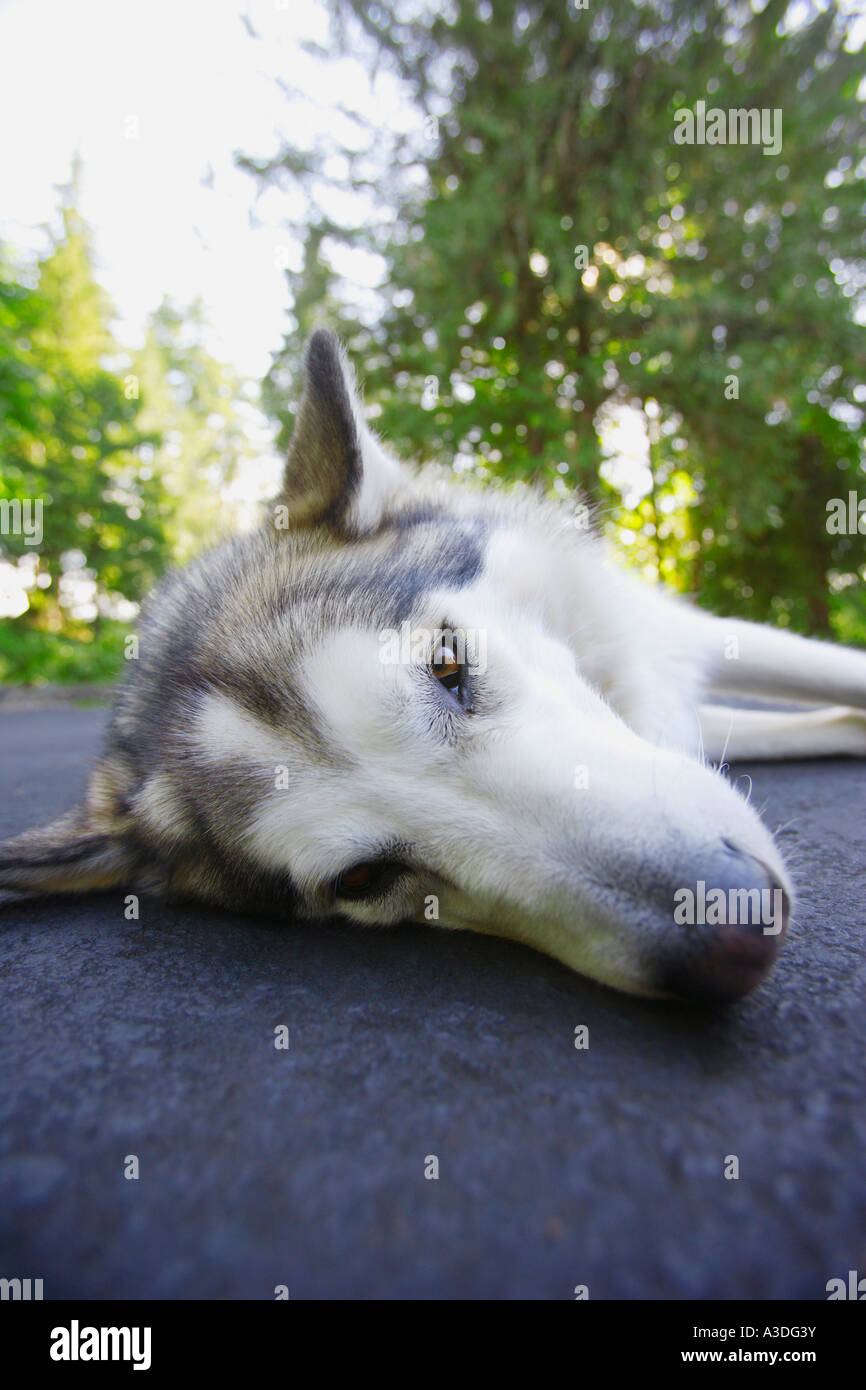 Husky laying down on roadway Stock Photo - Alamy