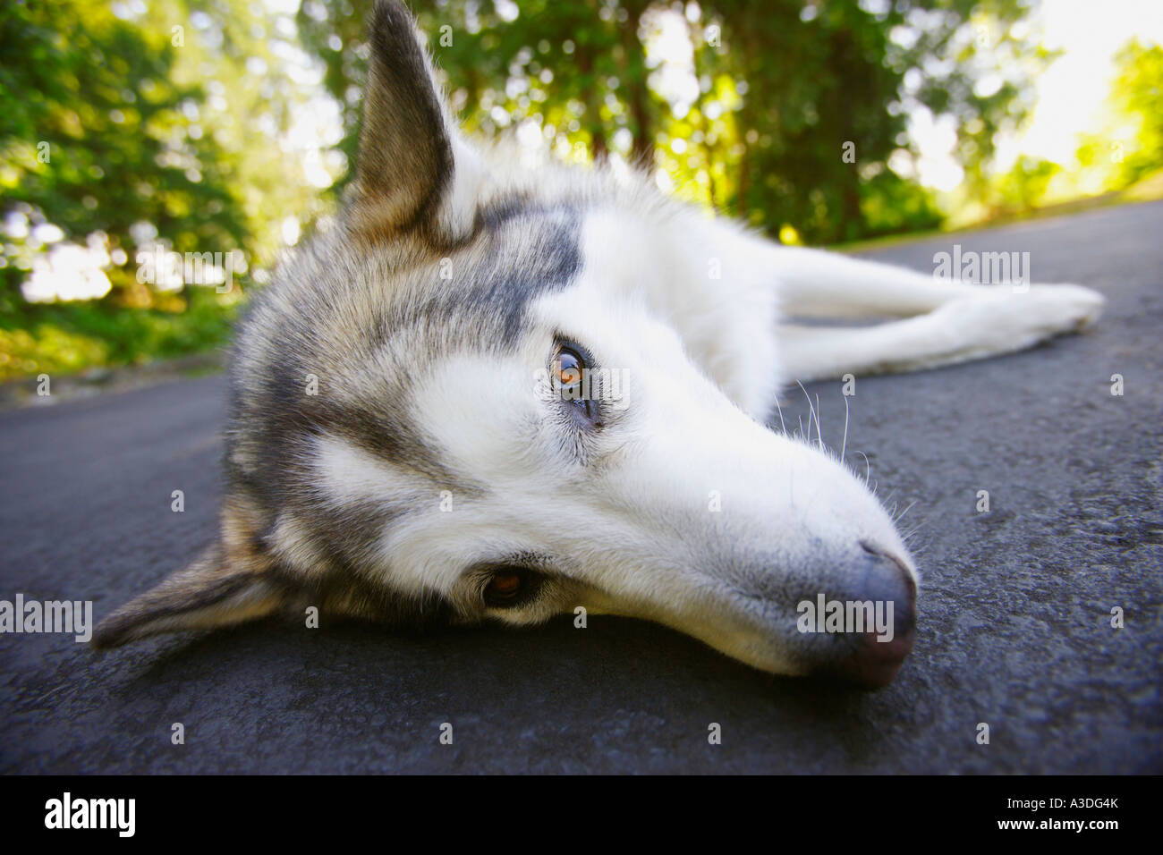 Husky laying down Stock Photo - Alamy