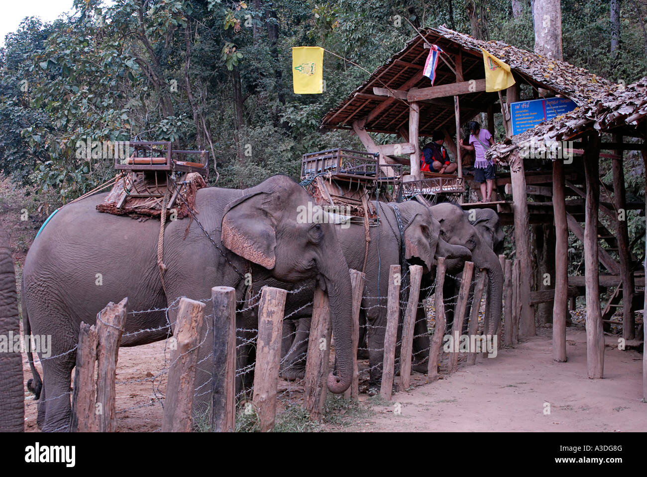 Stop elephant riding hi-res stock photography and images - Alamy
