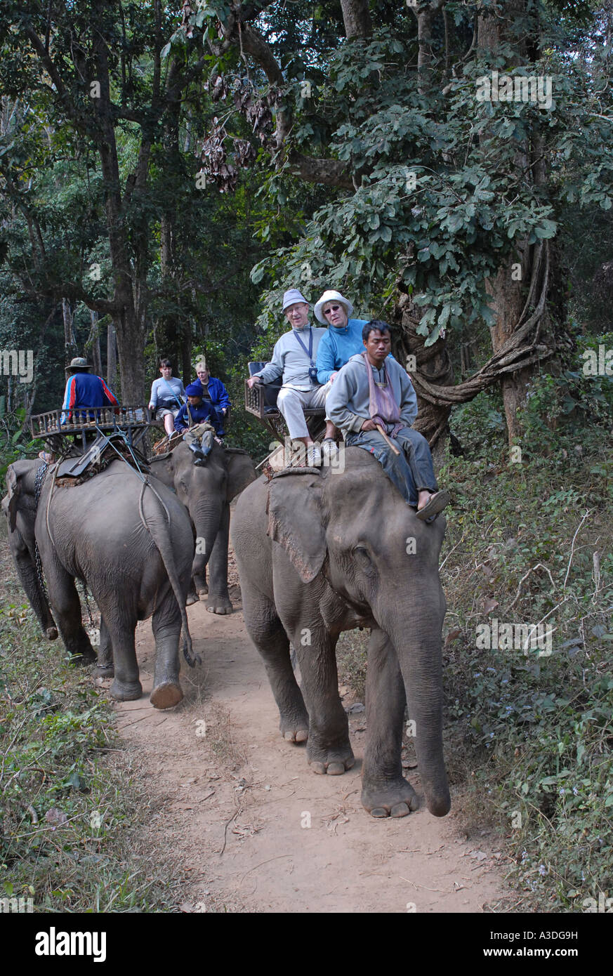 Retired elephants hi-res stock photography and images - Alamy