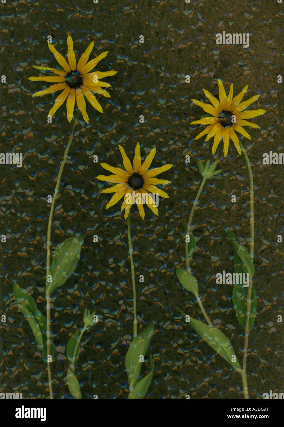 Three yellow flowers Stock Photo - Alamy