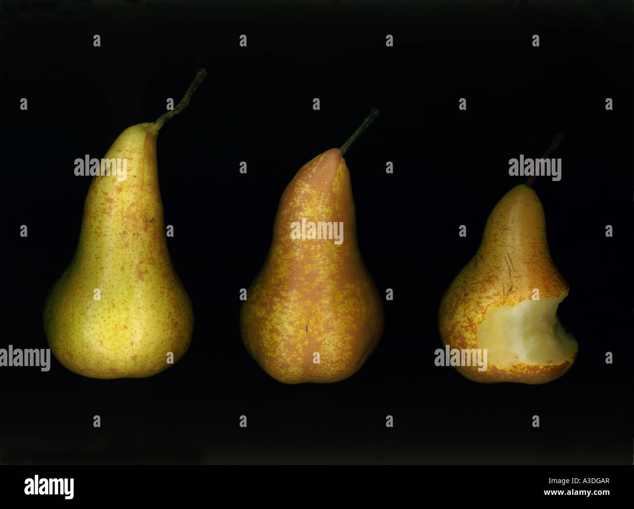 Three golden pears one pear with a bite taken from it Stock Photo - Alamy