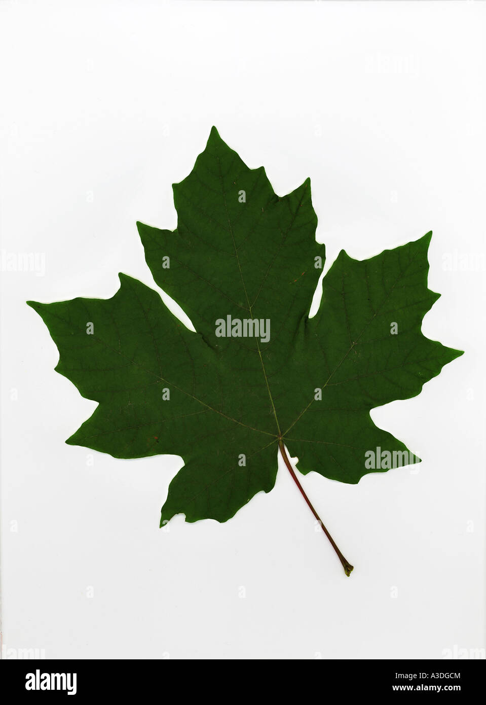 Green maple leaf Stock Photo - Alamy