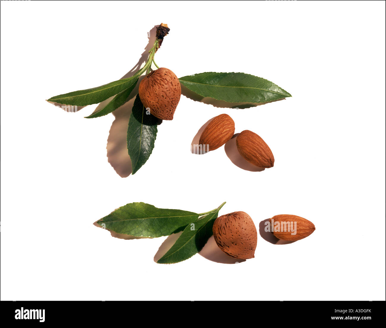 Almond with leaves hi-res stock photography and images - Alamy