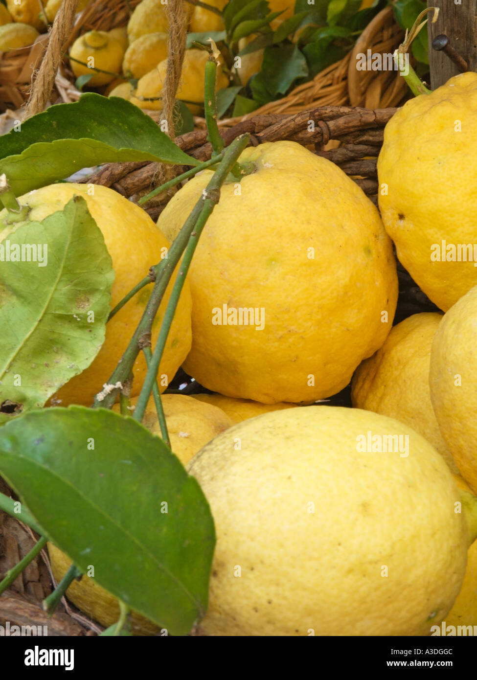 Lemons From Sorrento for sale on a street market stall, Sorrento lemons ...