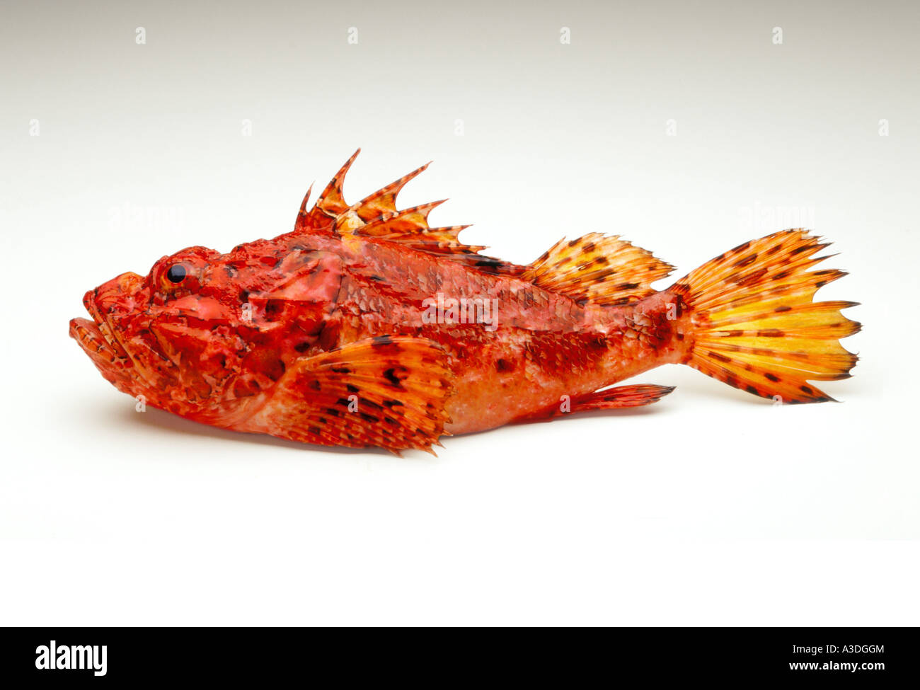 Large scaled scorpion fish hi-res stock photography and images - Alamy