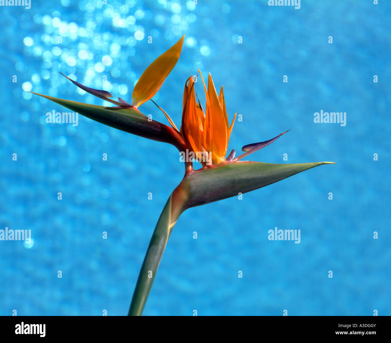 Strelitzia reginae flower Stock Photo - Alamy