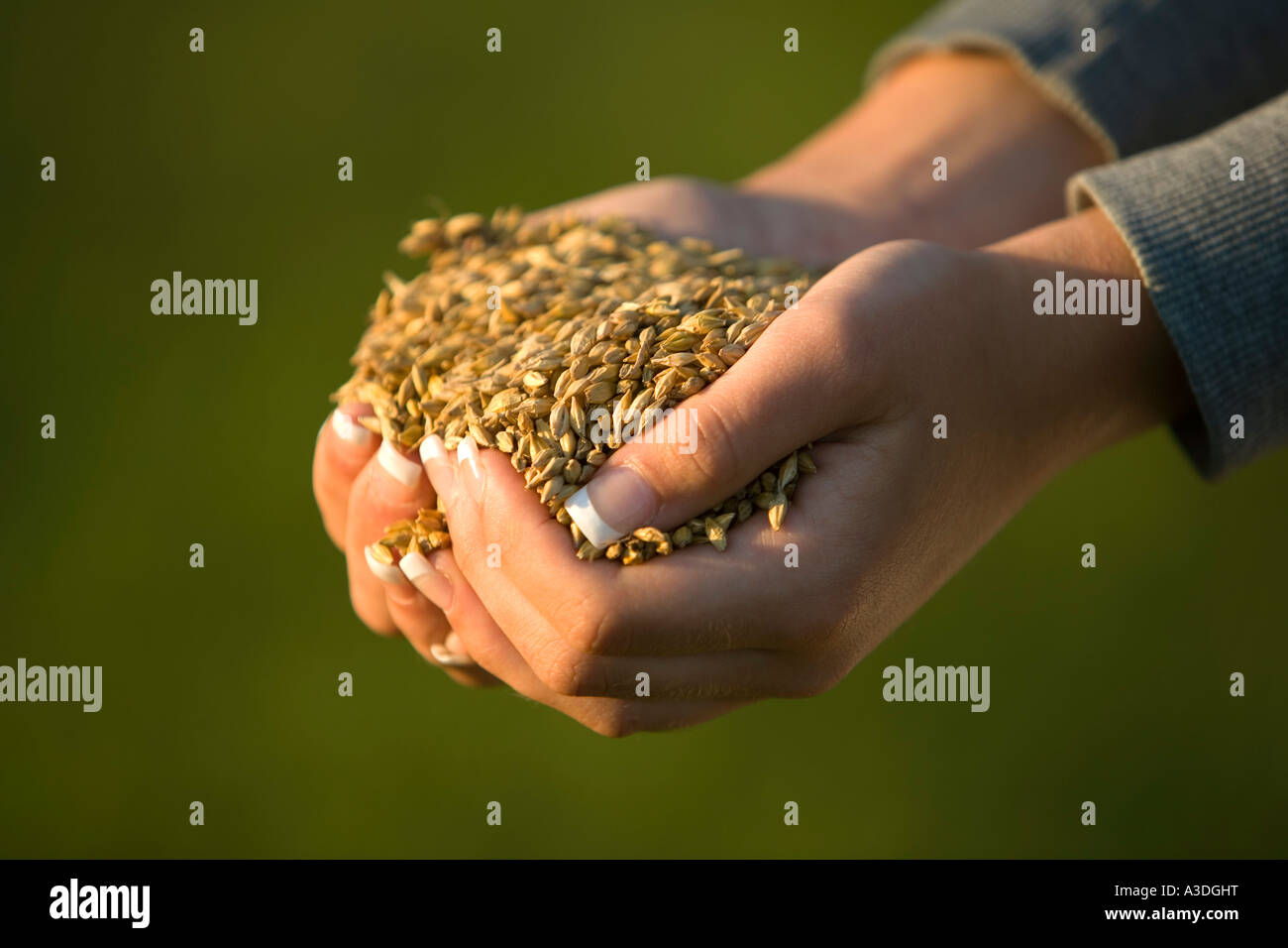 A handful of grain Stock Photo - Alamy