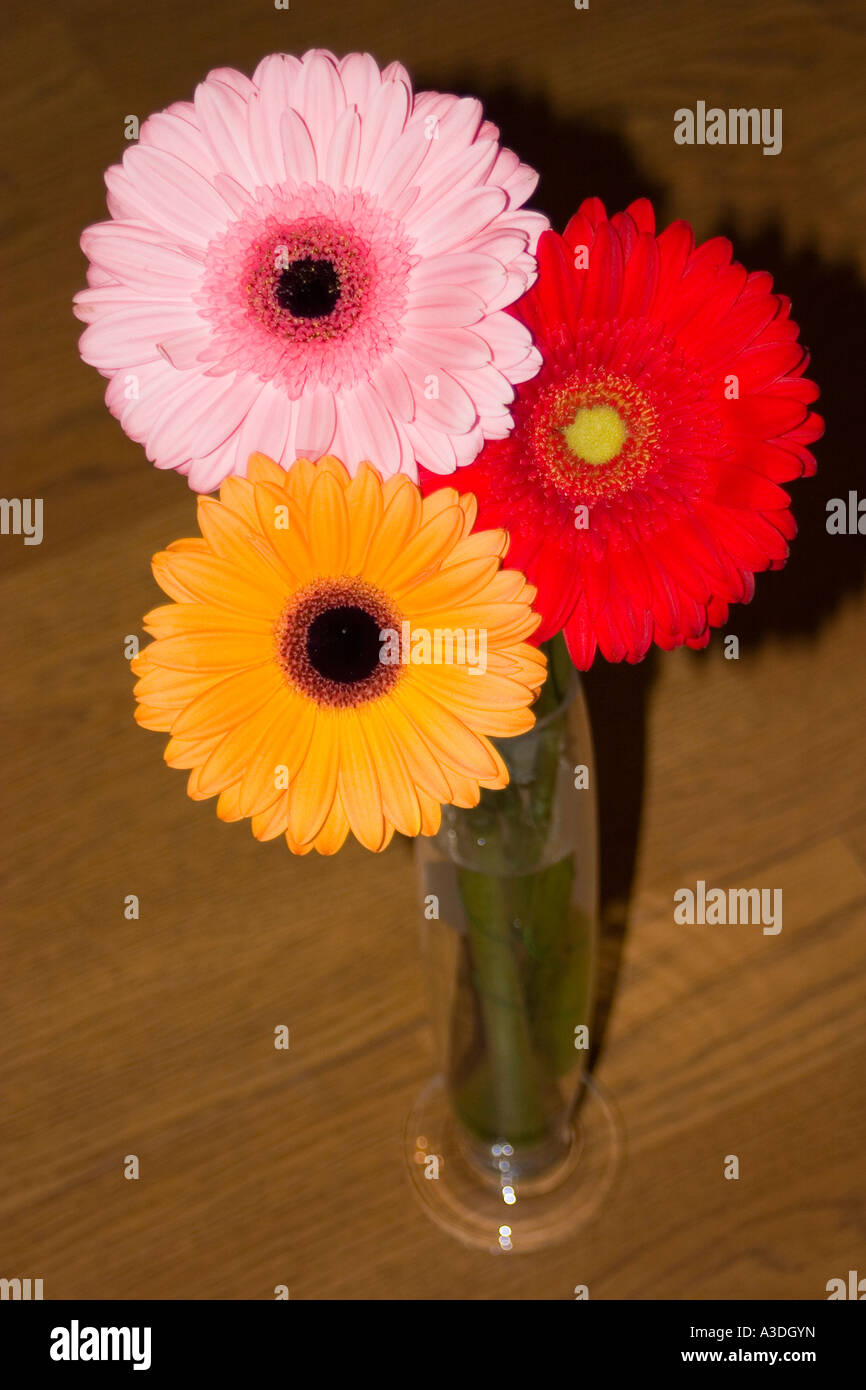 Three yellow gerbera flowers hi-res stock photography and images - Alamy