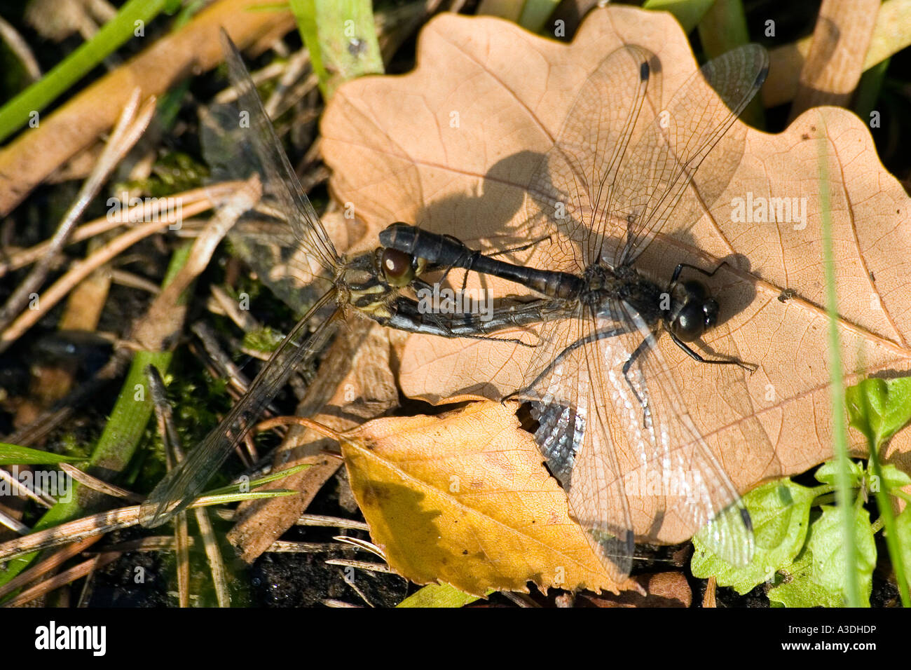 Dragonfly Mating Wheel High Resolution Stock Photography and Images - Alamy
