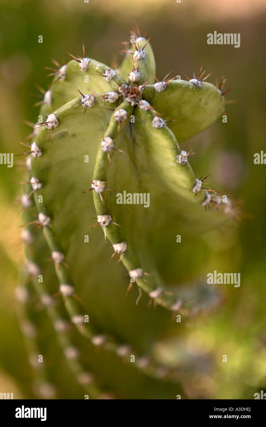 birds eye view of columnar cactus with spiral ribs Stock Photo - Alamy