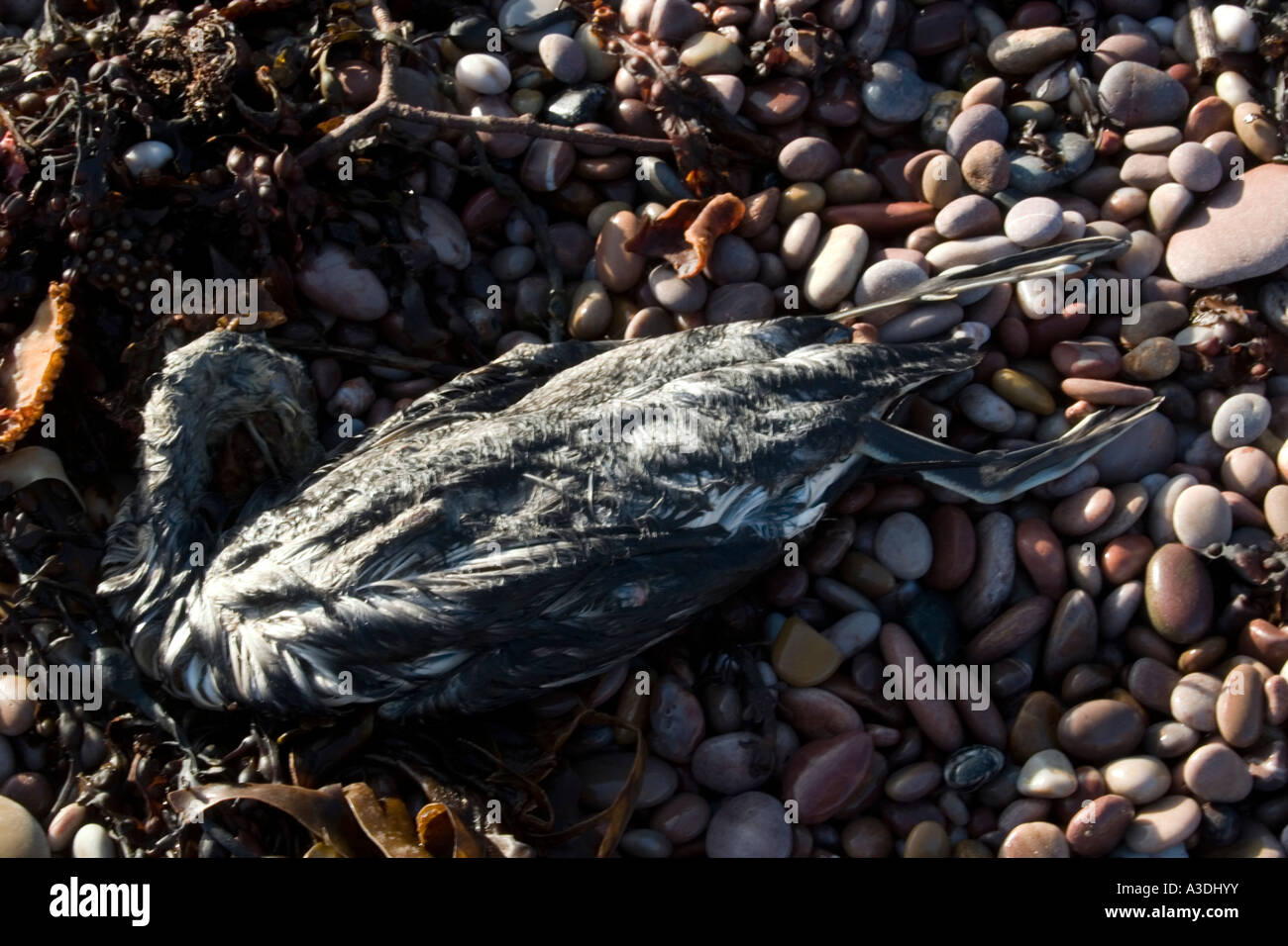 Dead Bird on the Beach Stock Photo - Alamy