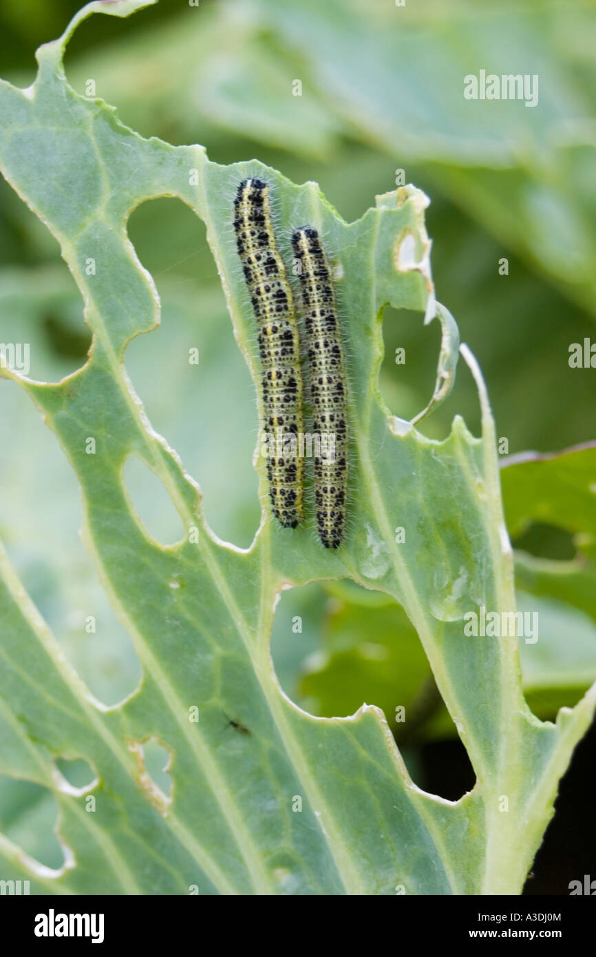 Cabbage white caterpillars hi-res stock photography and images - Alamy
