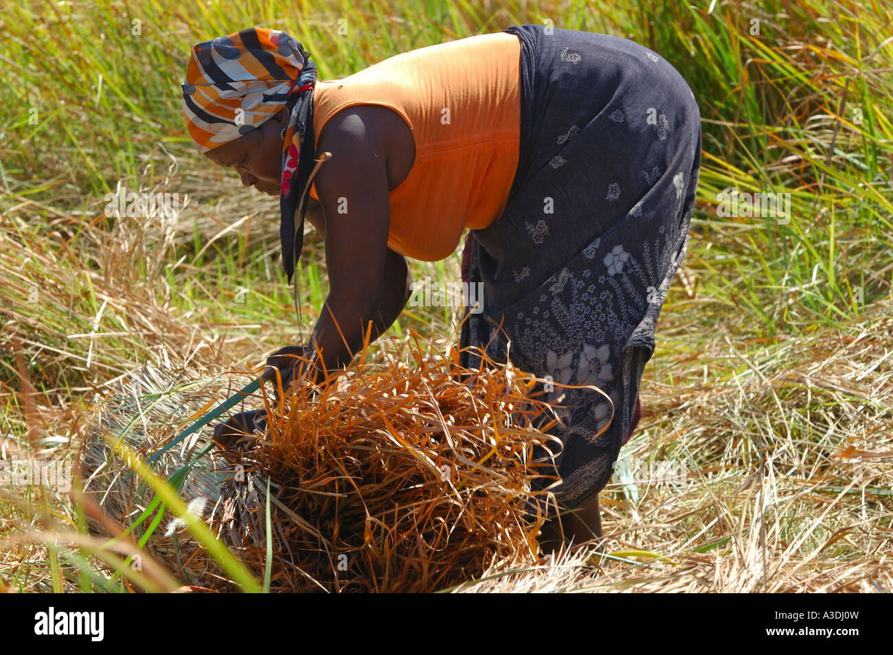 Bayei hi-res stock photography and images - Alamy