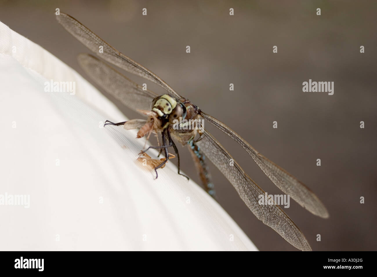 dragonfly eats an insect Stock Photo - Alamy
