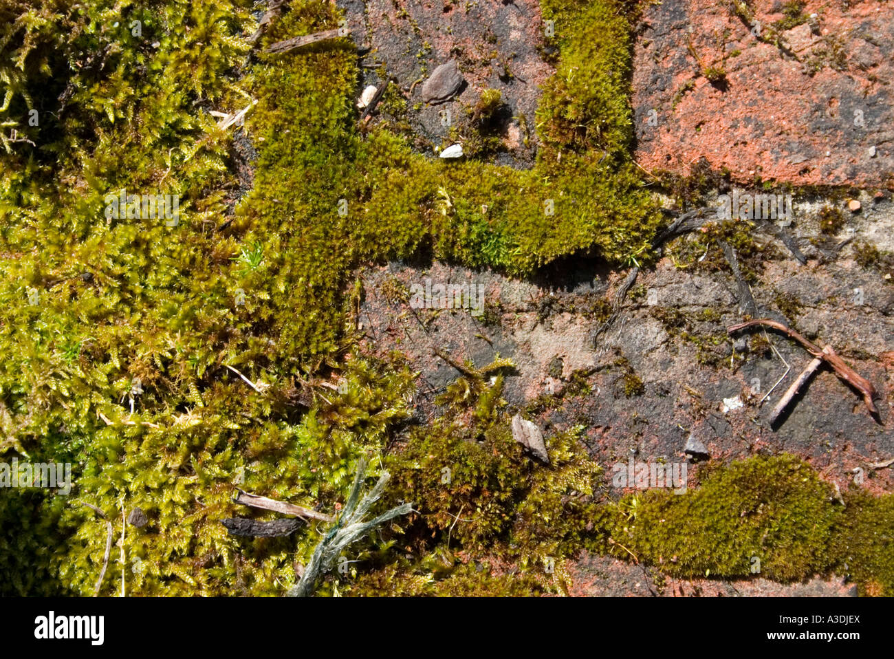 Brick and Moss Detail Stock Photo - Alamy