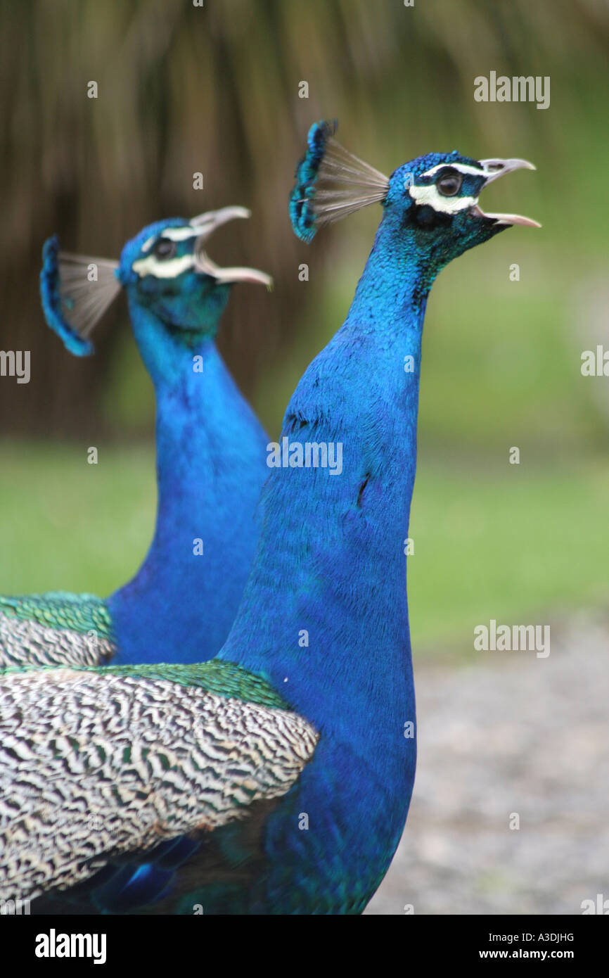 The heads of two peacocks both with their beaks open calling and ...