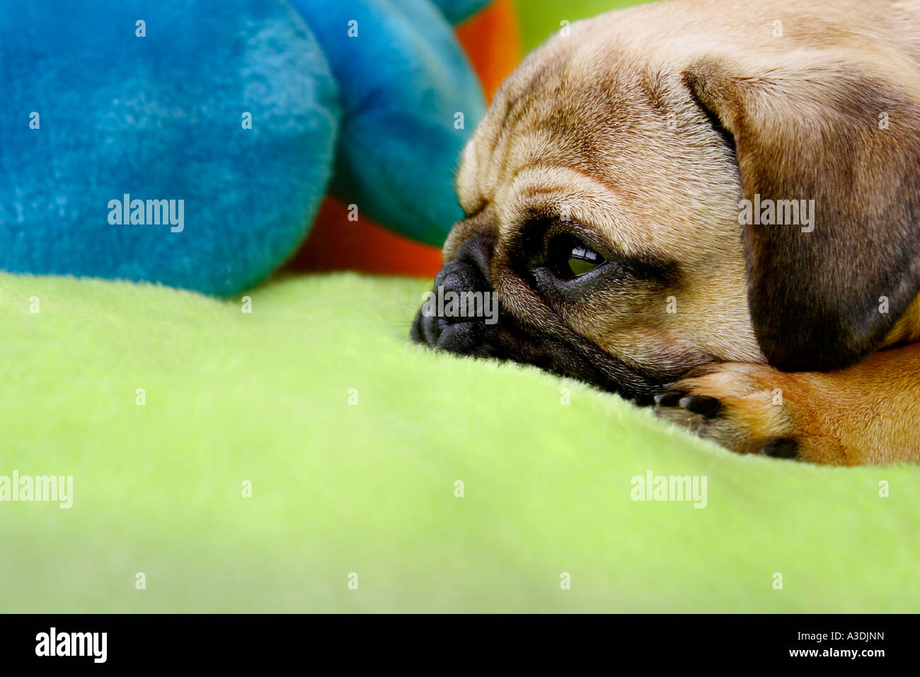 Dutch mastiff hi-res stock photography and images - Alamy