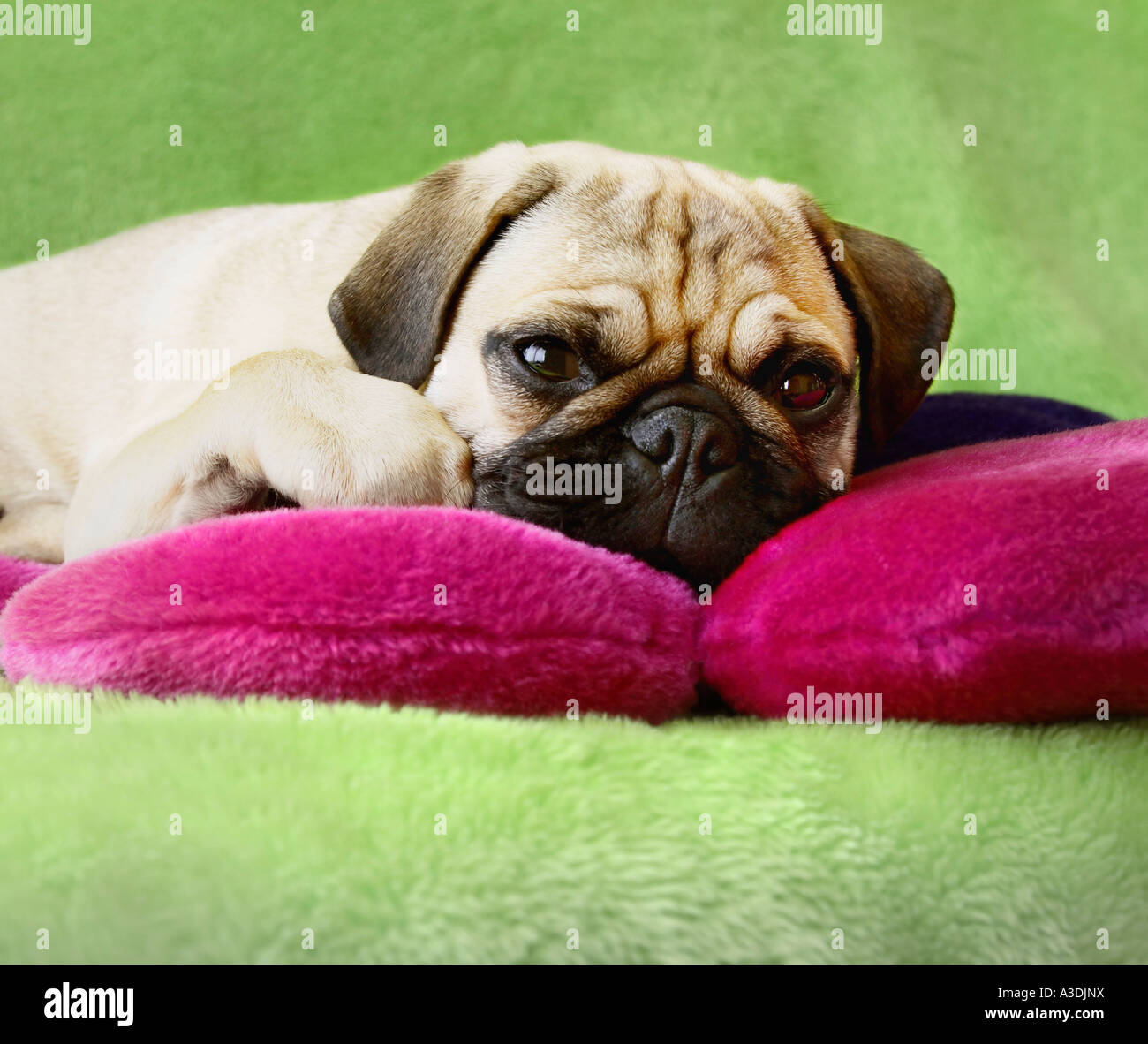 Pug laying on pillows Stock Photo - Alamy