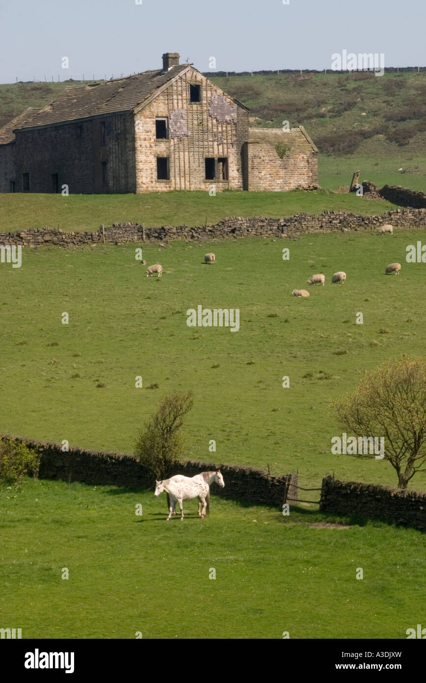 Farmhouse and a pair of Horses at Crow Edge Stock Photo - Alamy