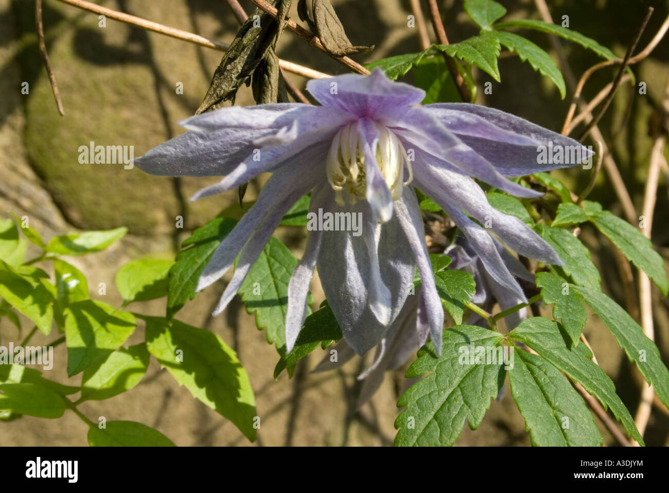 Clematis trailing over a wall at Holmfirth Stock Photo - Alamy