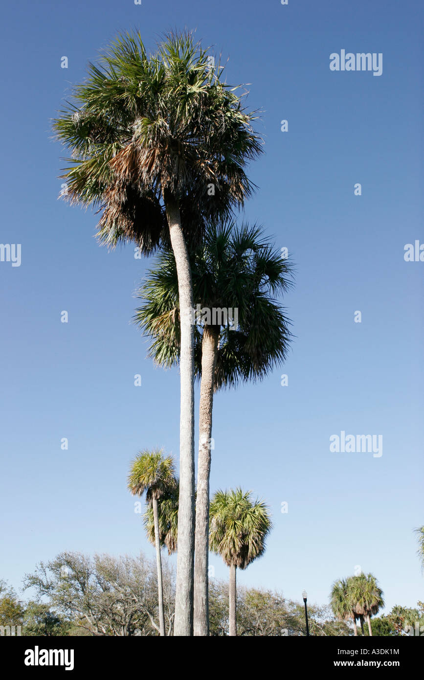 Miami Beach Florida,North Shore Open Space Park,cabbage palm trees,tree ...