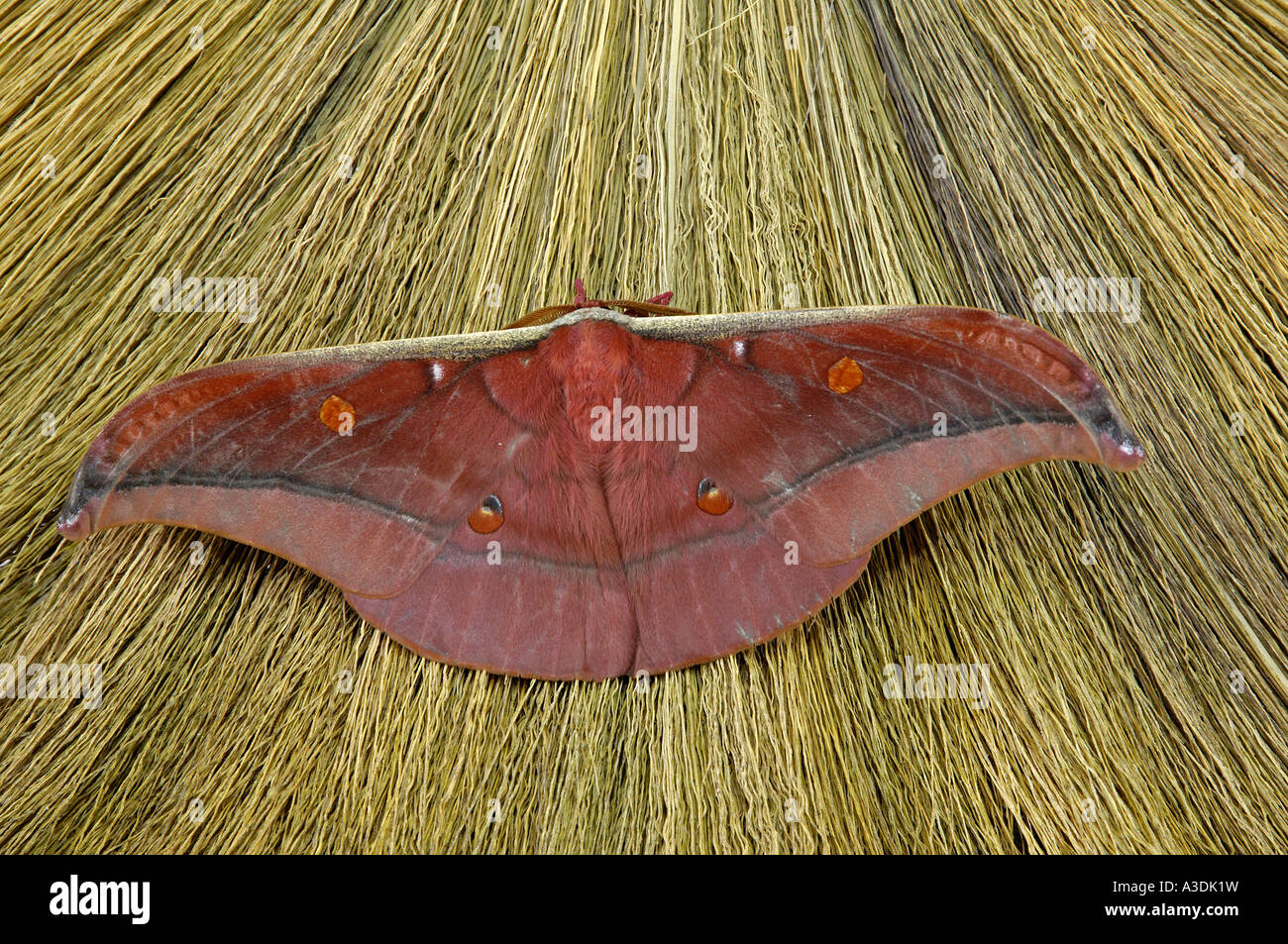 Satyriinidae, Antheraea roley thailand Stock Photo - Alamy