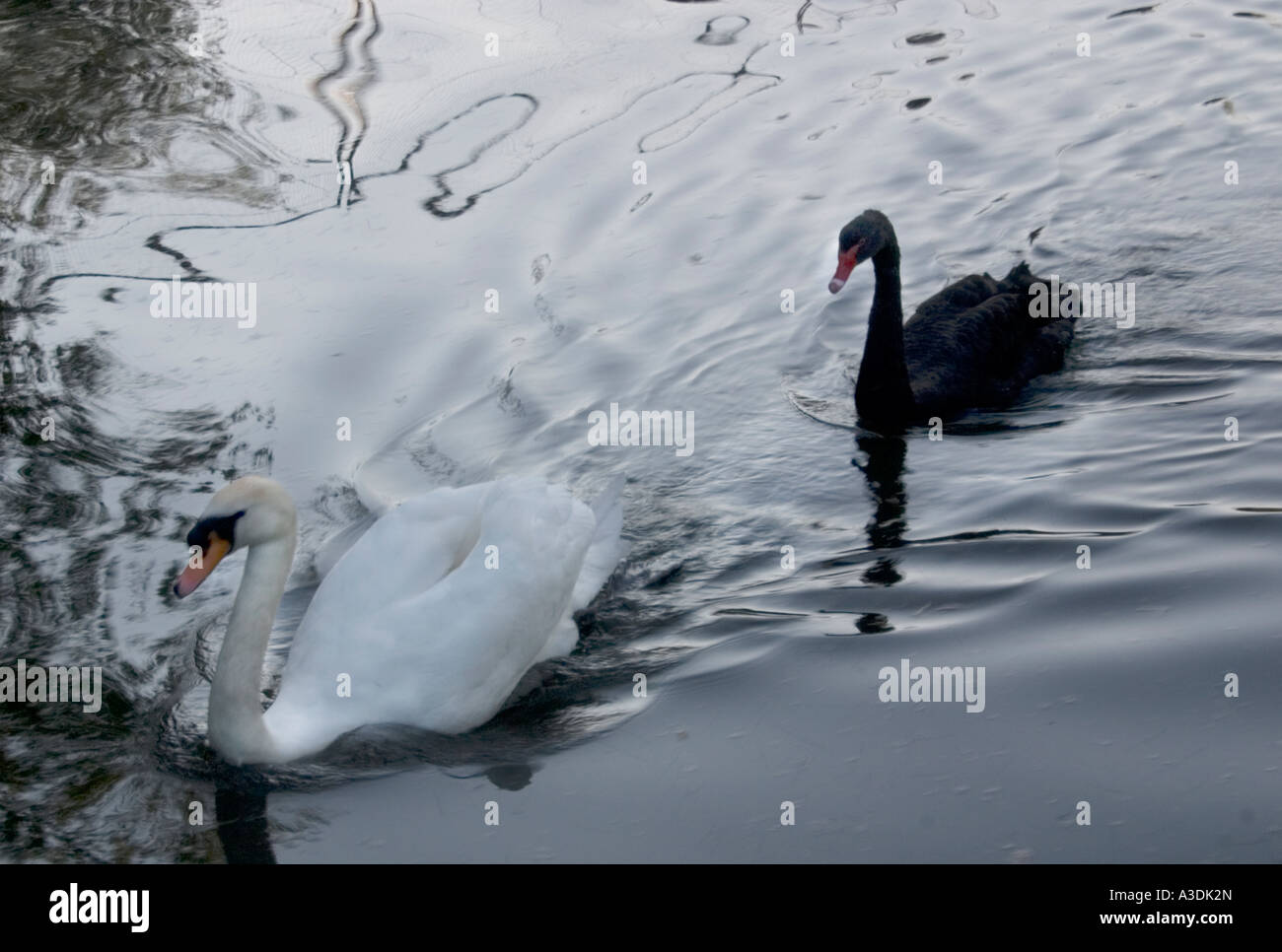 Cambridge england river swan hi-res stock photography and images - Alamy