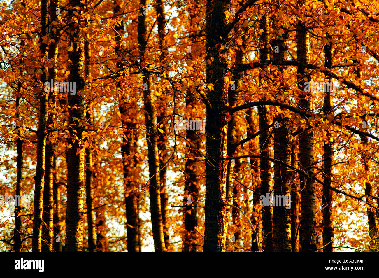 Trees in autumn Stock Photo - Alamy